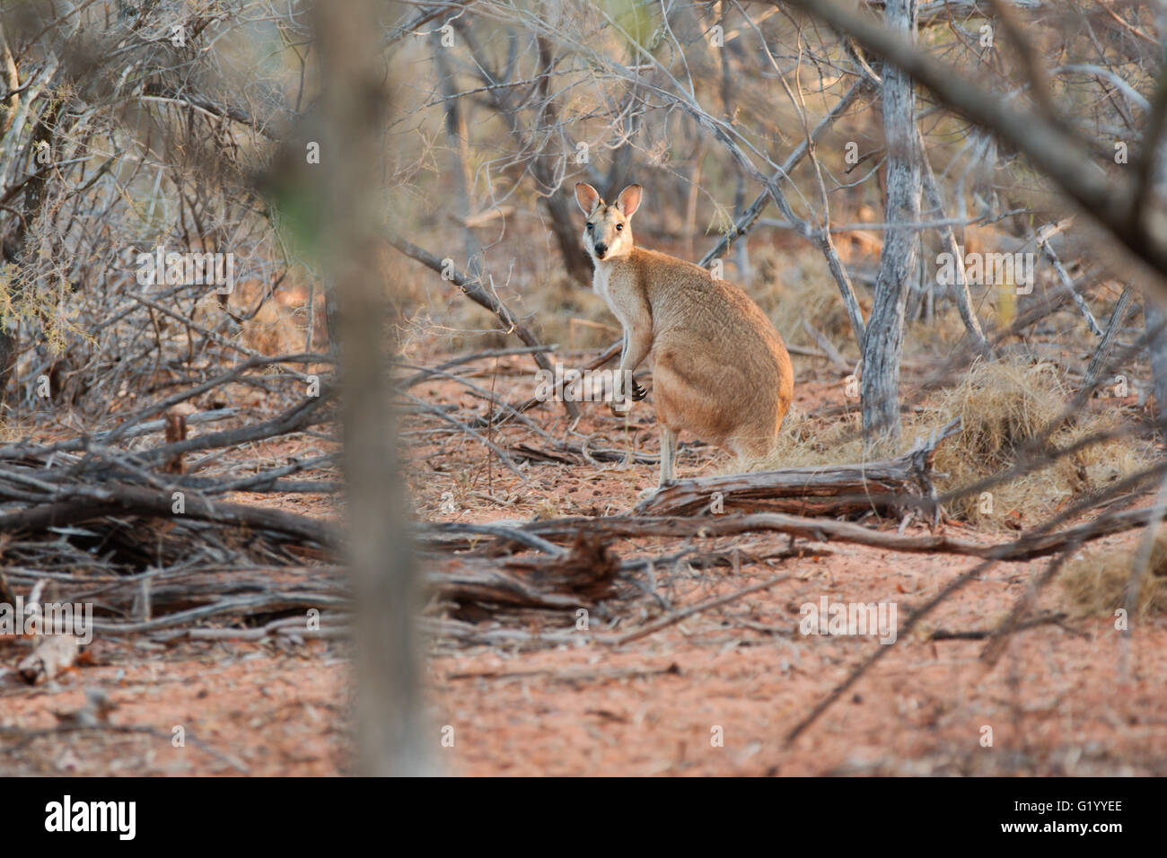 Kangaroo looking into camera hi-res stock photography and images - Alamy