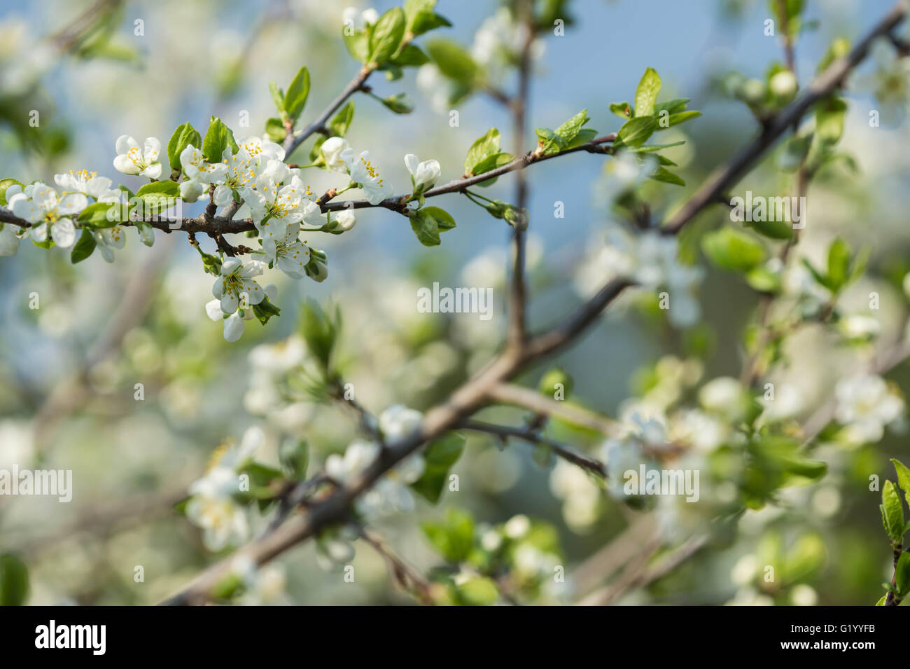 The blossoming cherry tree in sunny spring day Stock Photo - Alamy
