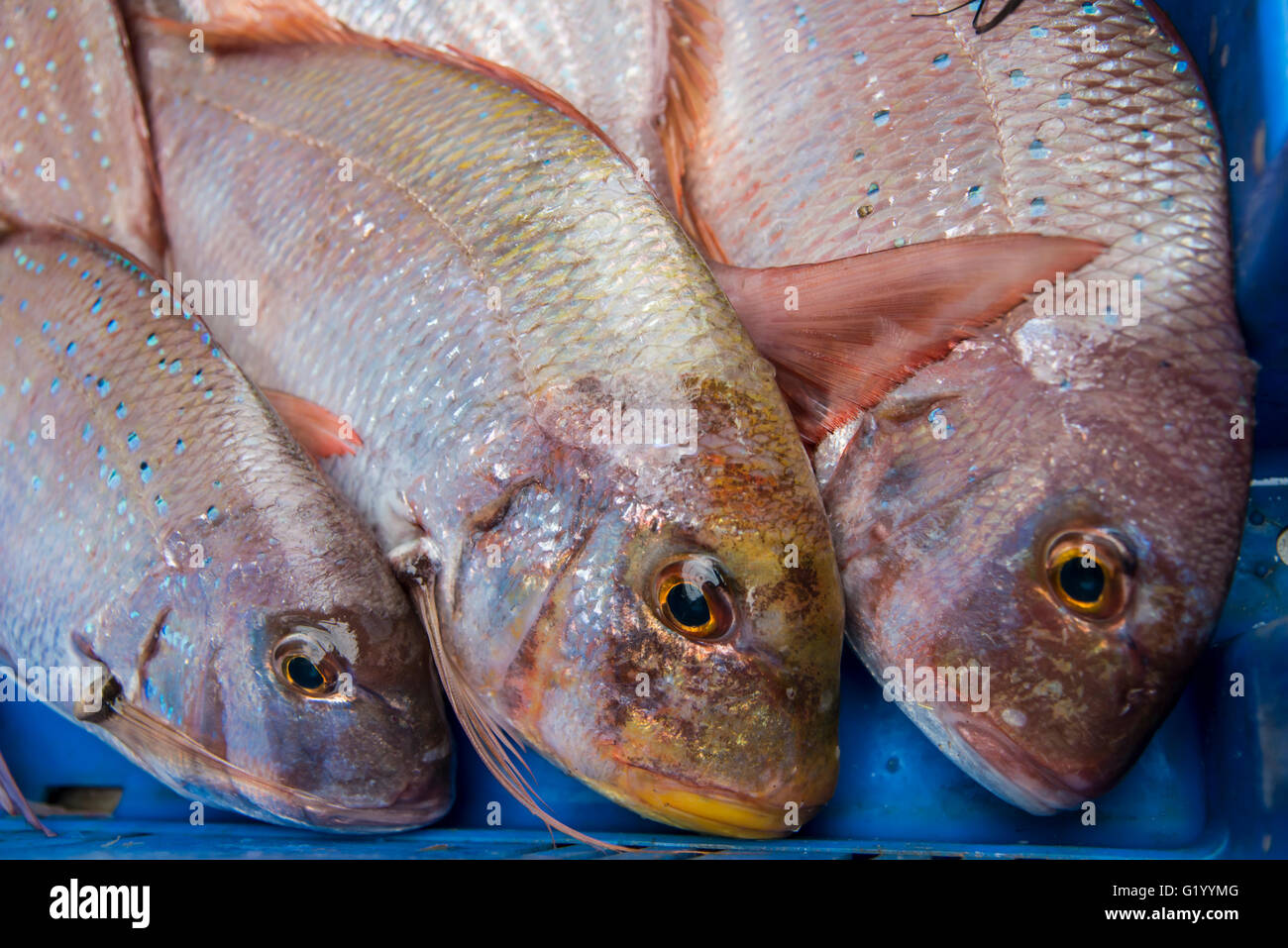 Fresh raw fish common pandora hi-res stock photography and images - Alamy