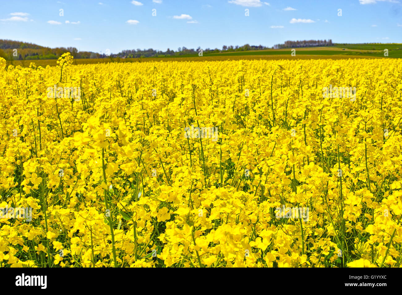 Yellow raps field hi-res stock photography and images - Alamy