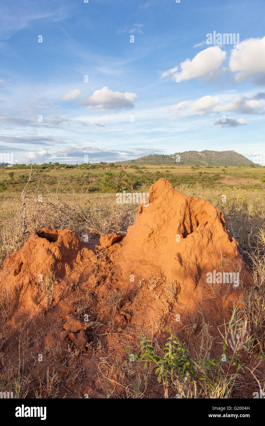 African termite mound Stock Photo - Alamy