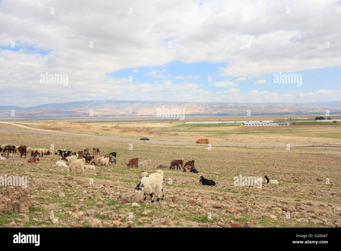 Israel Goats High Resolution Stock Photography and Images - Alamy