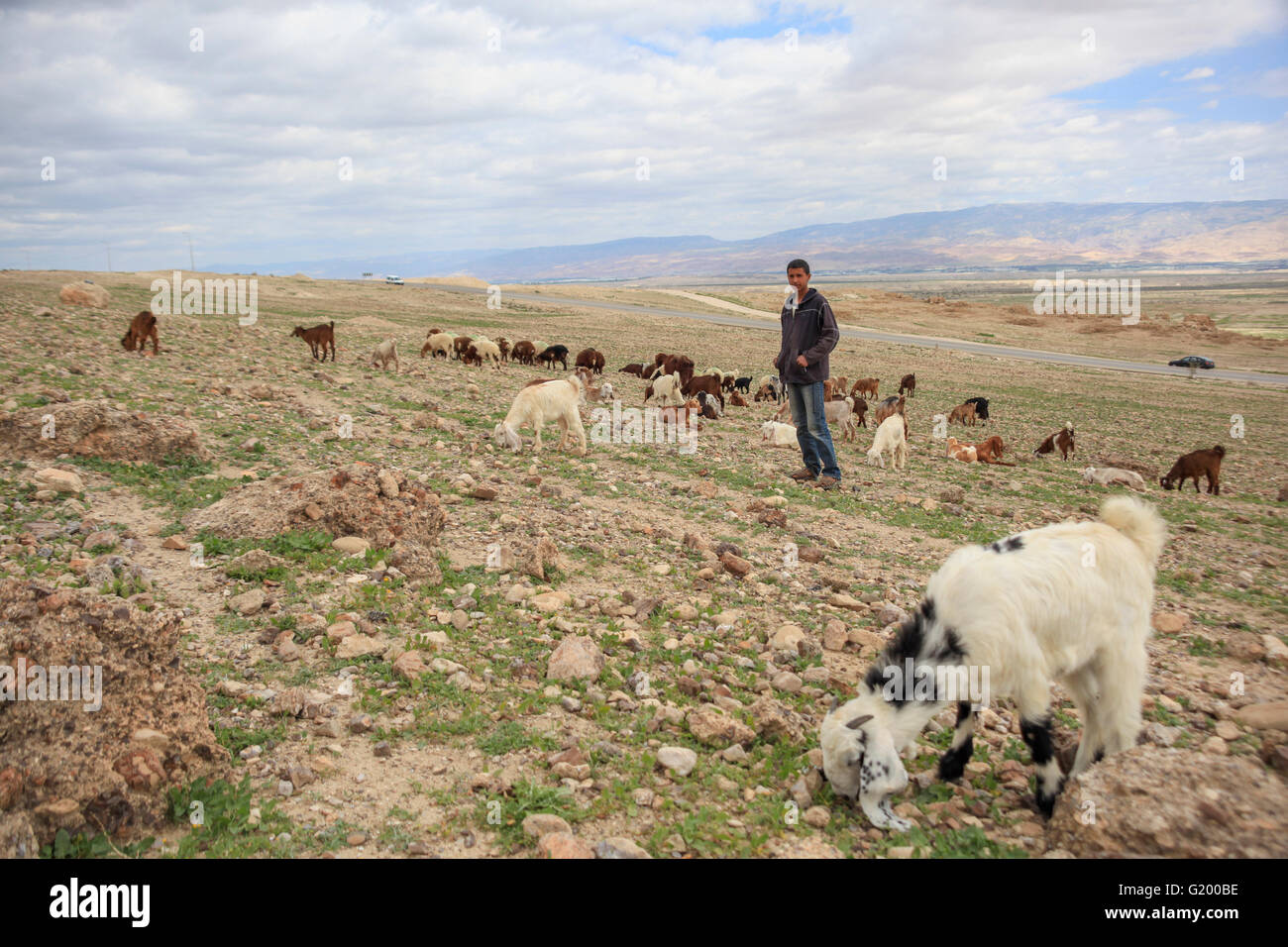 Goat root hi-res stock photography and images - Alamy
