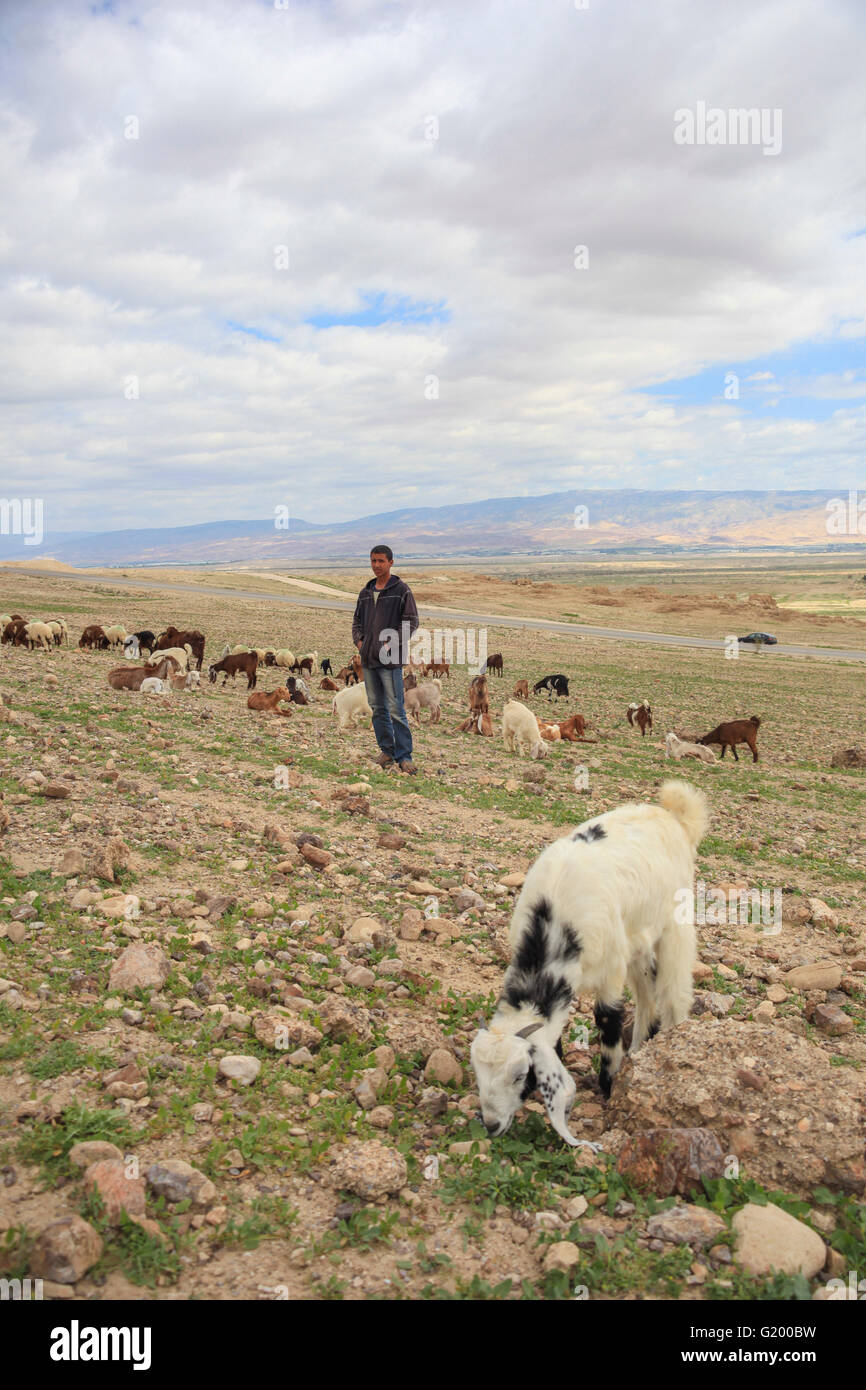 A Palestinian male sitting next to a herd of goats Stock Photo - Alamy