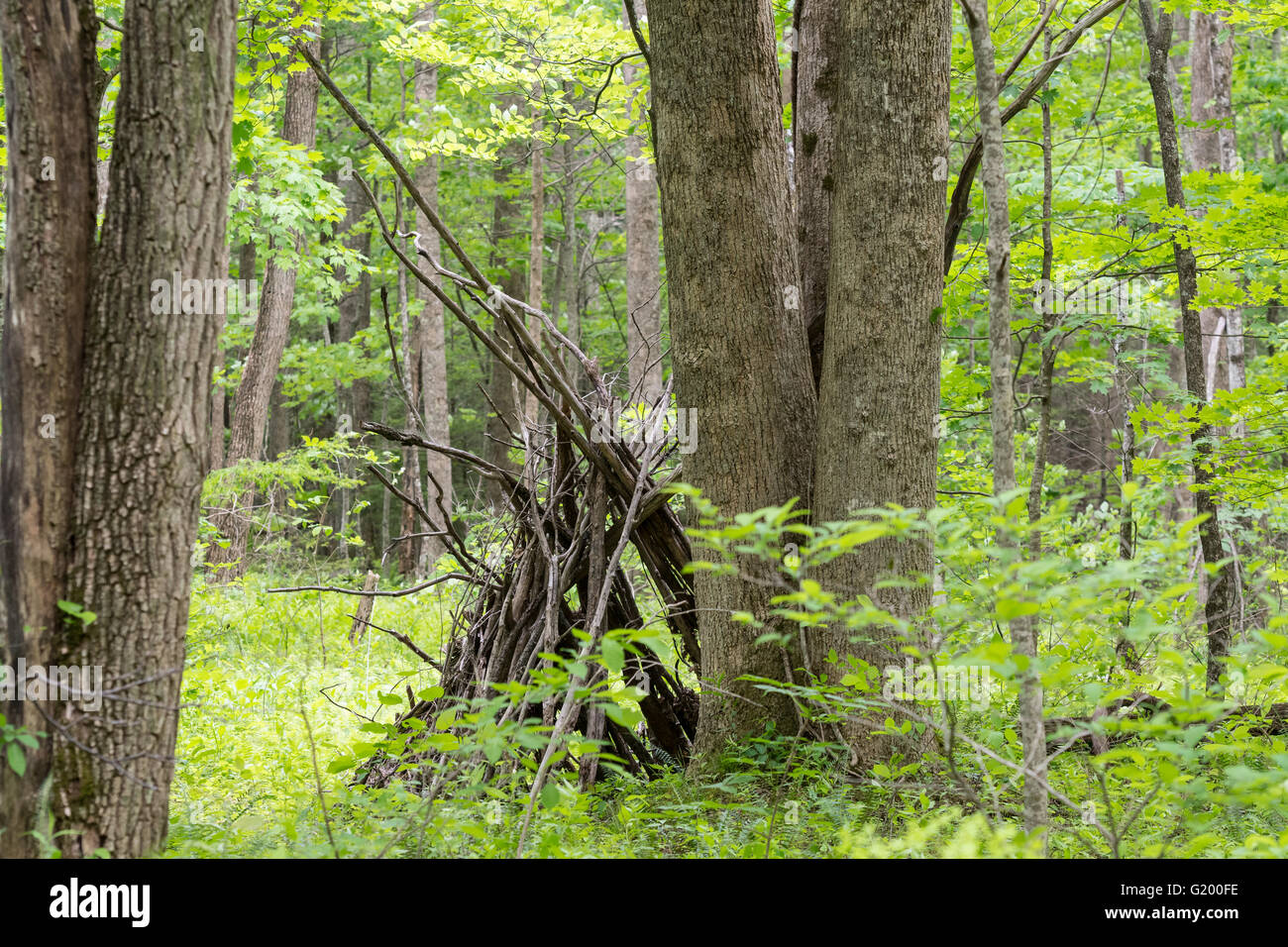 Lean To in the Woods in the Great Smoky Mountains National Park Stock ...