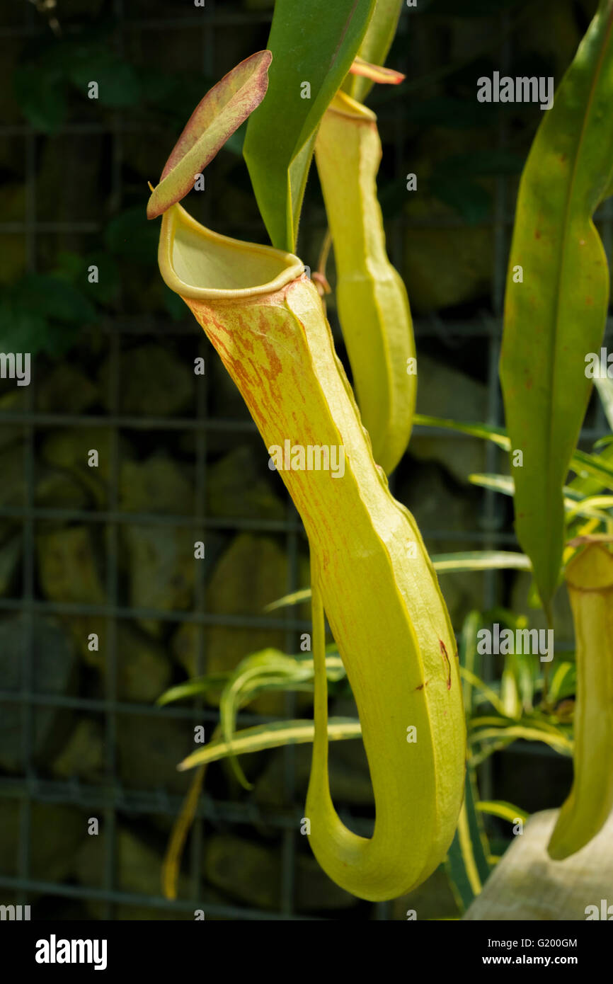 Winged pitcher plant nepenthes alata hi-res stock photography and ...