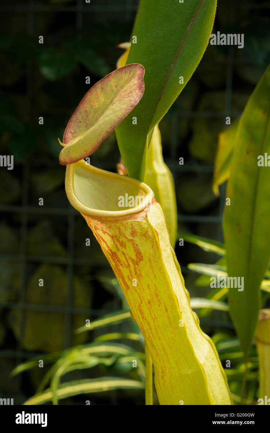 Winged pitcher plant nepenthes alata hi-res stock photography and ...