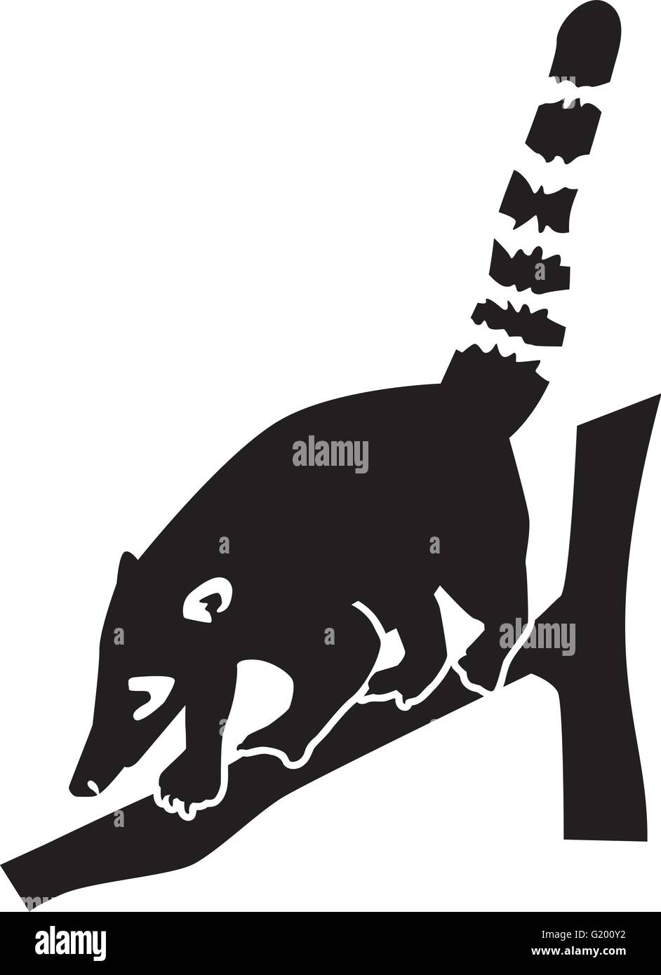 Coati vector Stock Vector Images - Alamy