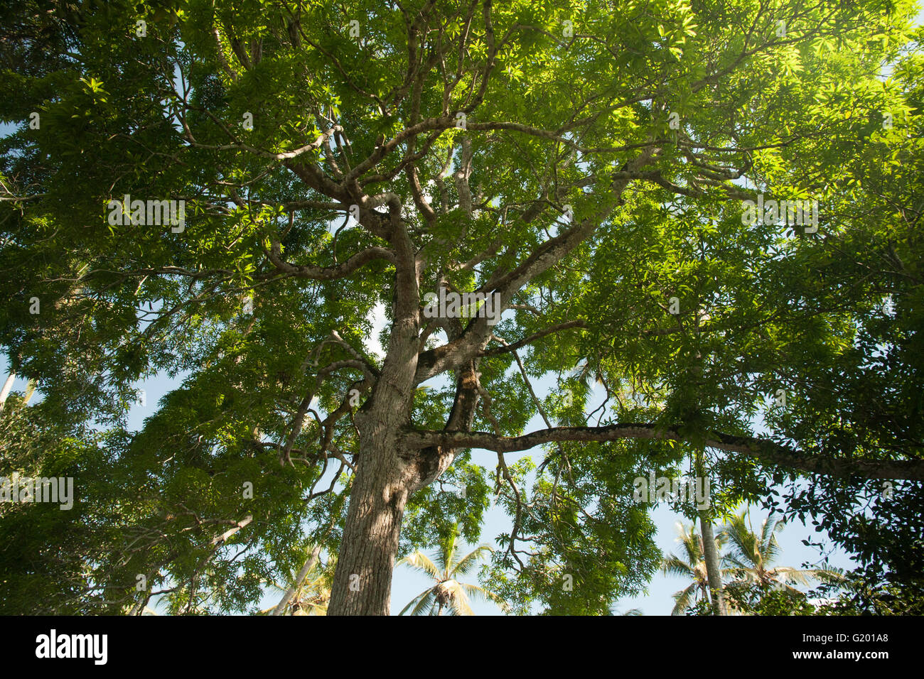 Tree in summer Stock Photo - Alamy