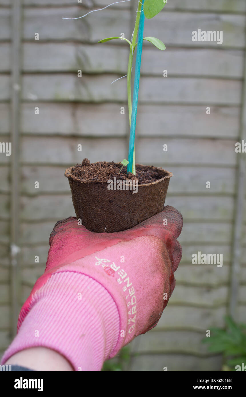 Bio pot hi-res stock photography and images - Alamy
