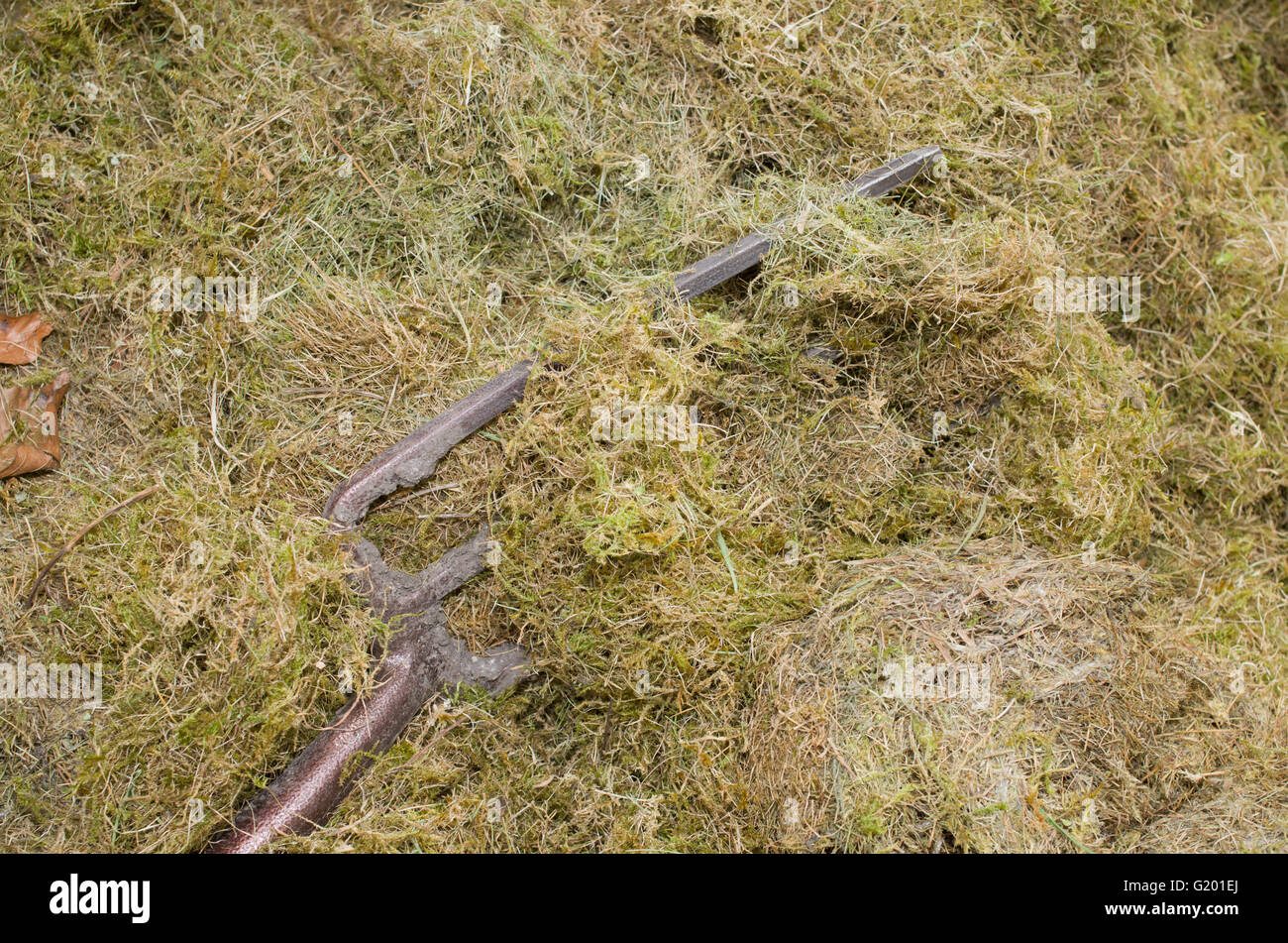 Garden fork hi-res stock photography and images - Alamy