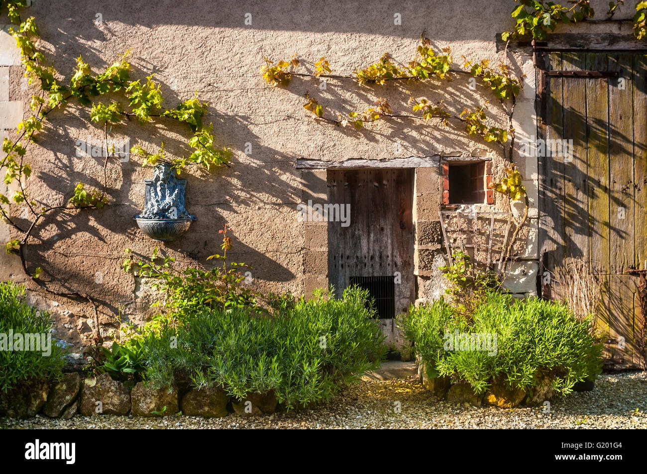 Climbing grape vine in leaf - France Stock Photo - Alamy