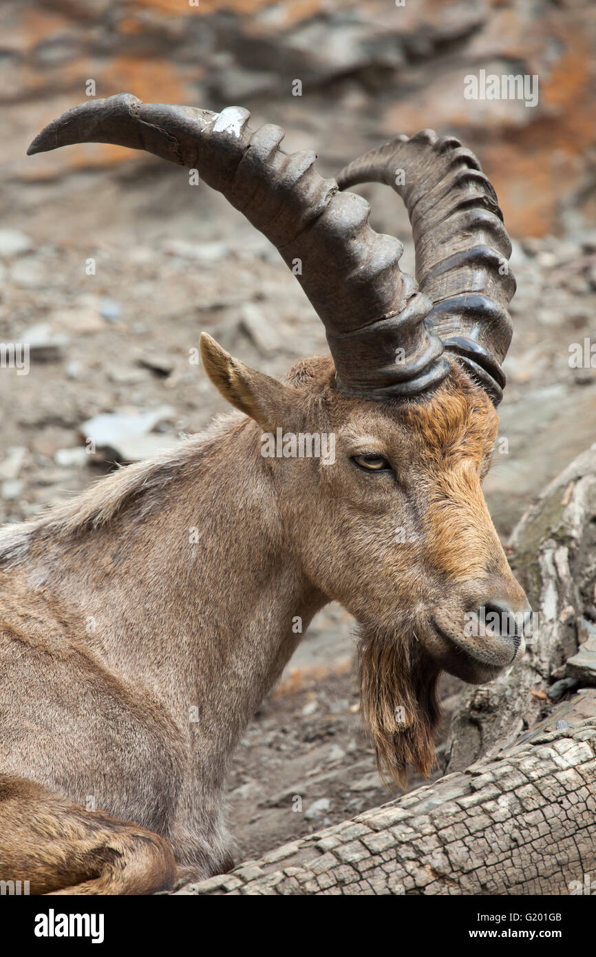 West Caucasian tur (Capra caucasica), also known as the West Caucasian ...