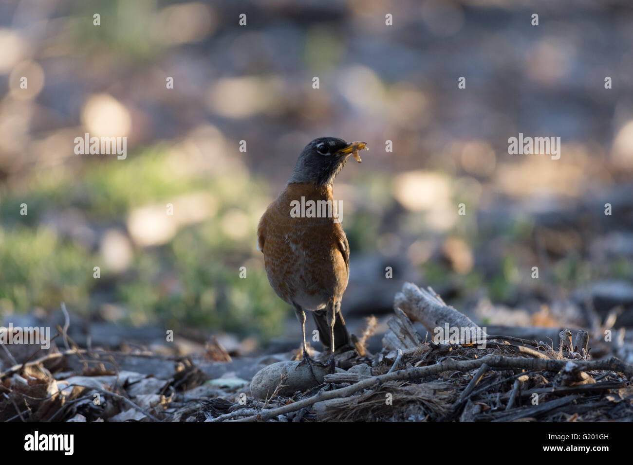 American robin bird hi-res stock photography and images - Alamy