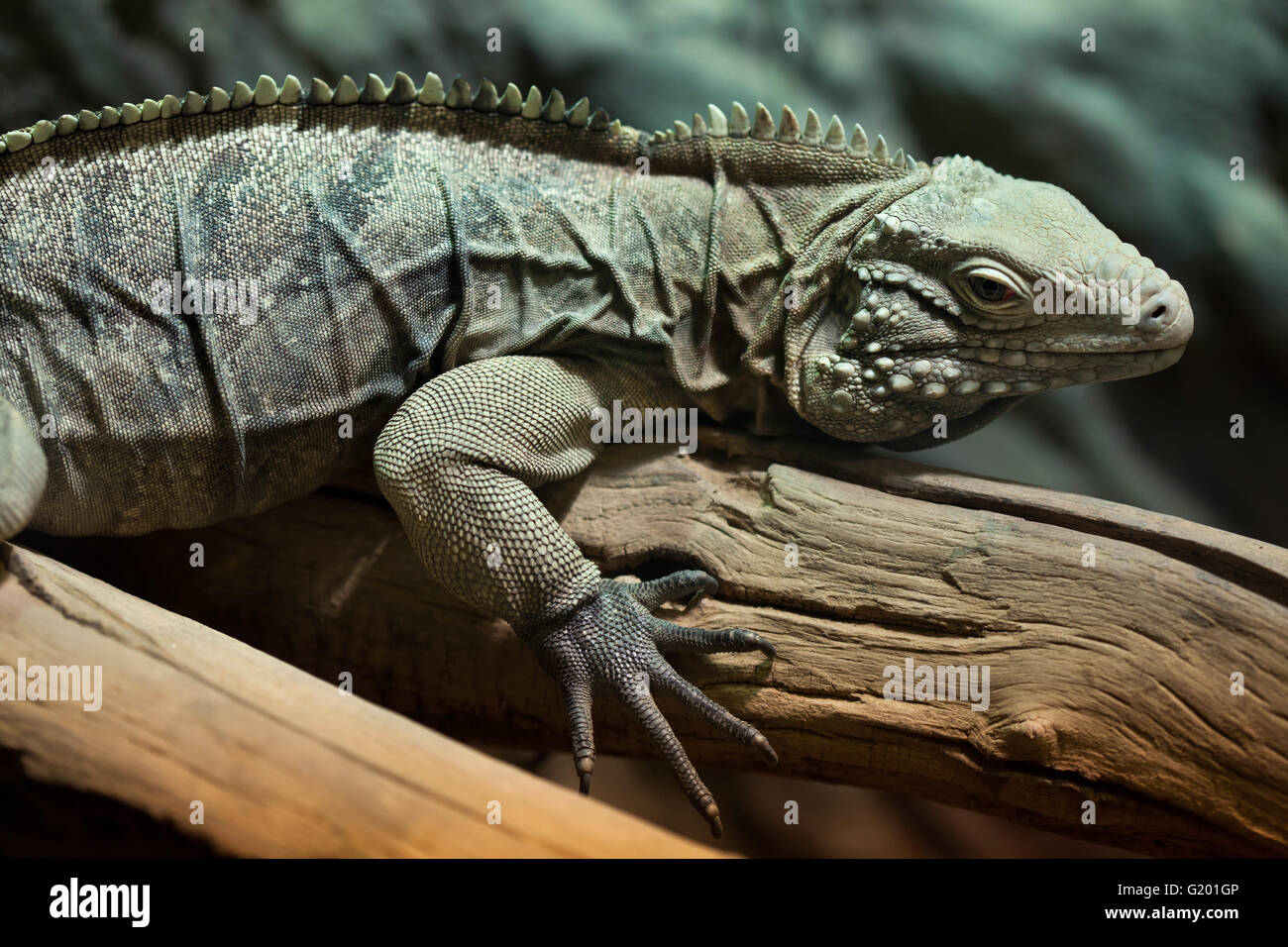 Cyclura nubila hi-res stock photography and images - Alamy