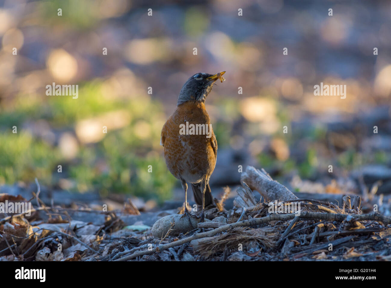 Foraging insects hi-res stock photography and images - Alamy
