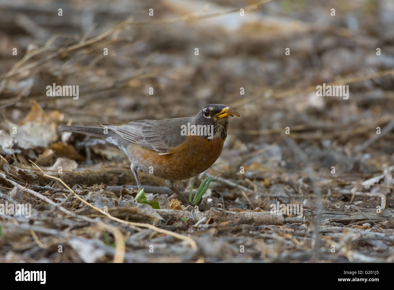 Foraging insects hi-res stock photography and images - Alamy