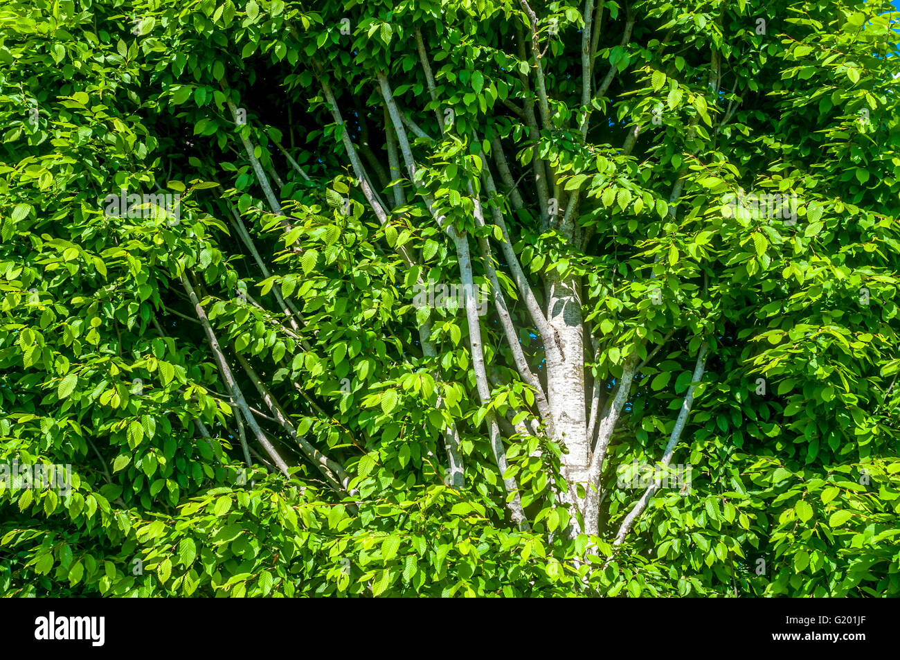 Section through branches hi-res stock photography and images - Alamy