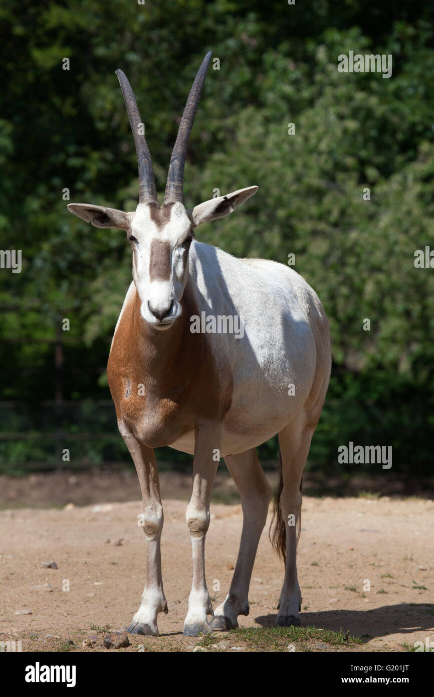 Desert scimitar hi-res stock photography and images - Alamy