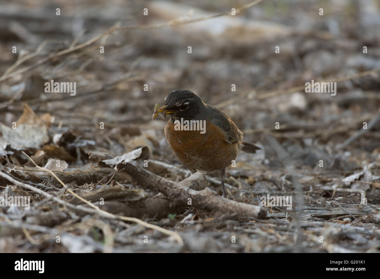 Foraging insects hi-res stock photography and images - Alamy
