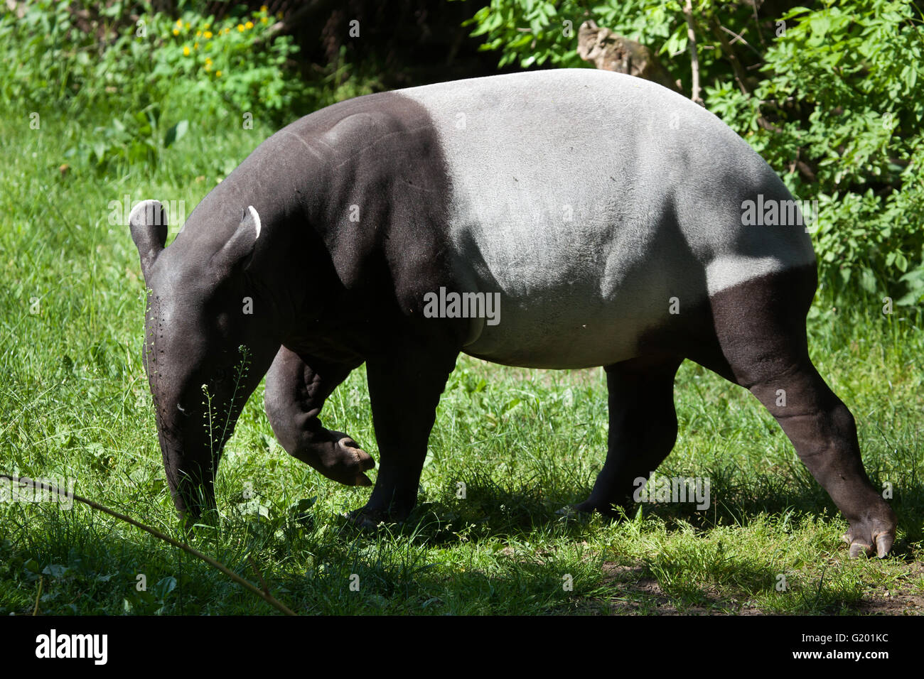 Asian Tapir