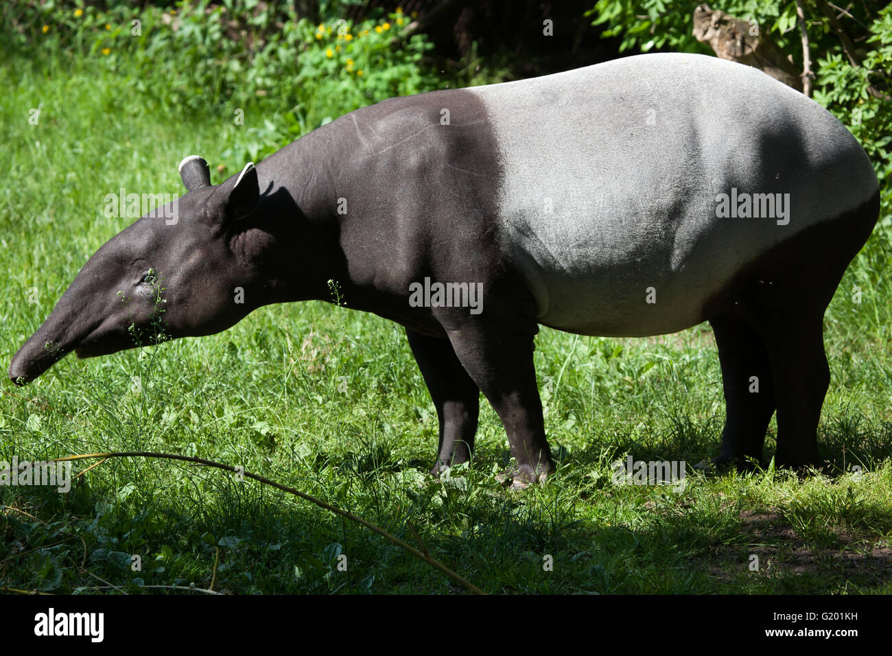 Malayan tapir (Tapirus indicus), also known as the Asian tapir at ...