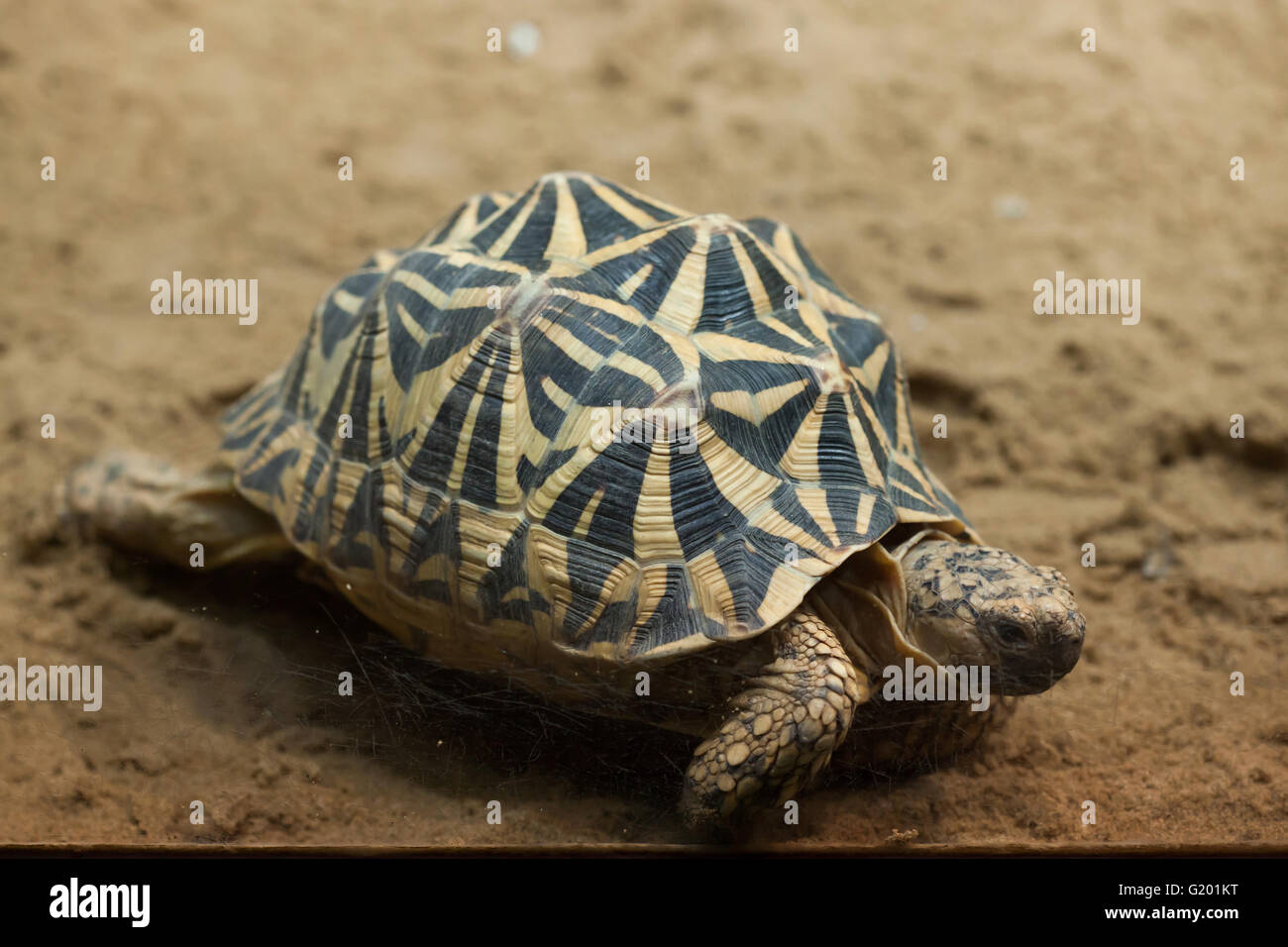 Common spider tortoise (Pyxis arachnoides arachnoides) at Prague Zoo ...