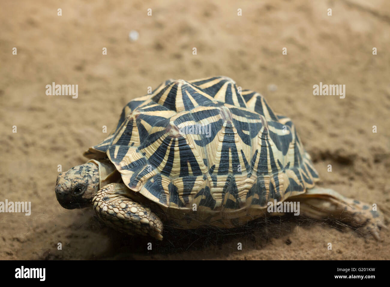 Common spider tortoise (Pyxis arachnoides arachnoides) at Prague Zoo ...