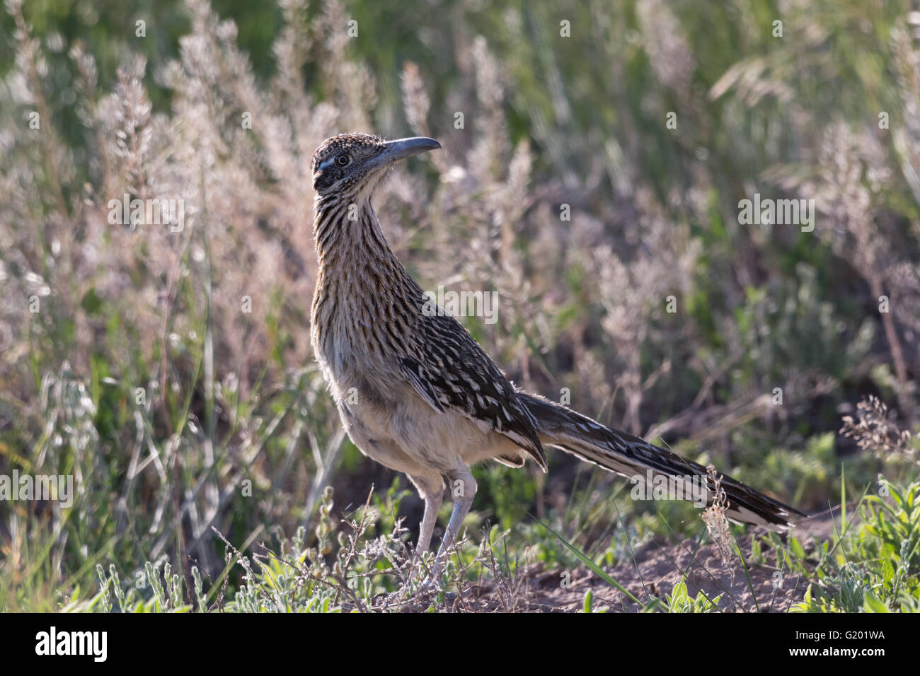Roadrunner bird hi-res stock photography and images - Alamy