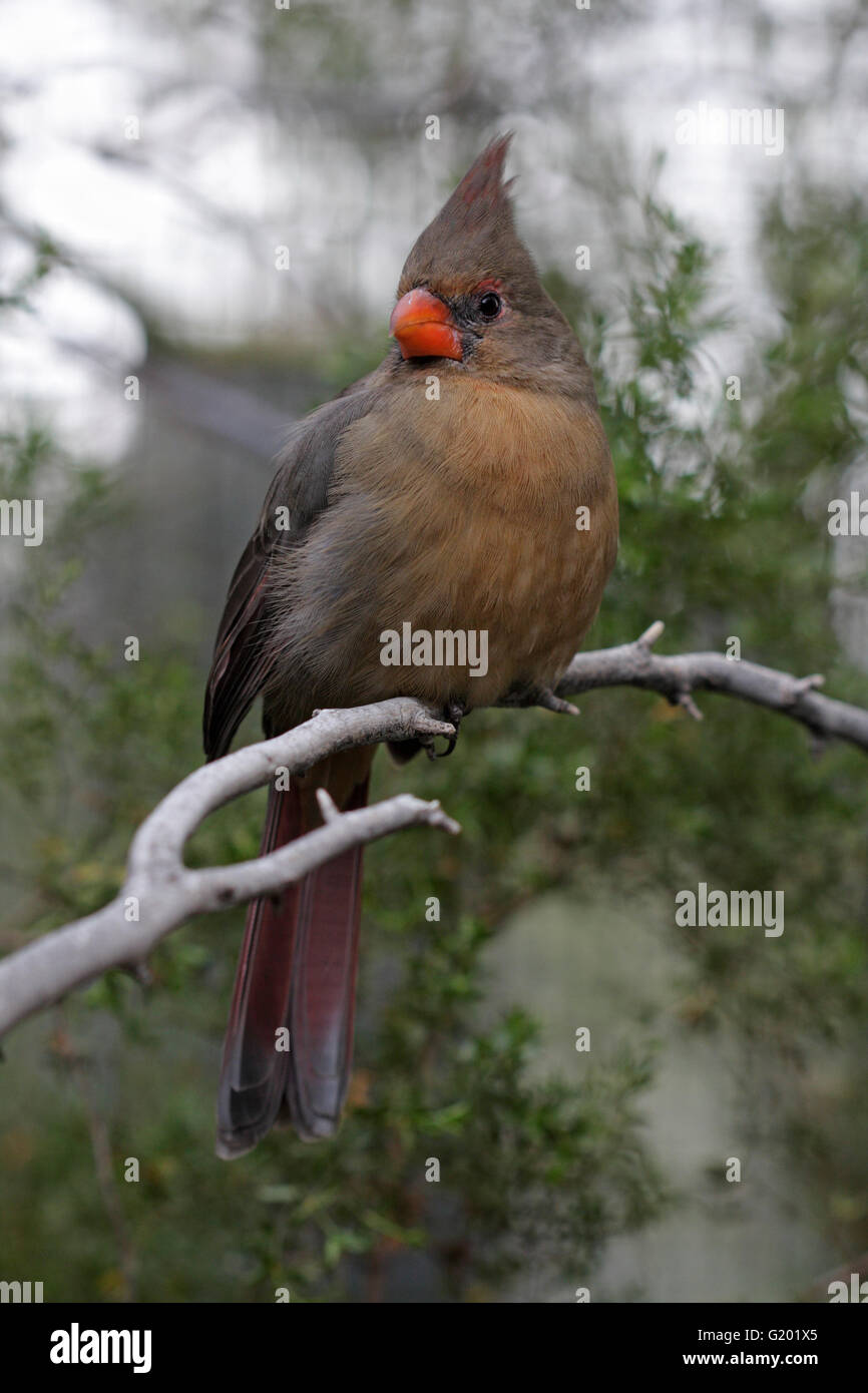 Northern Cardinal (Cardinalis cardinalis Stock Photo - Alamy