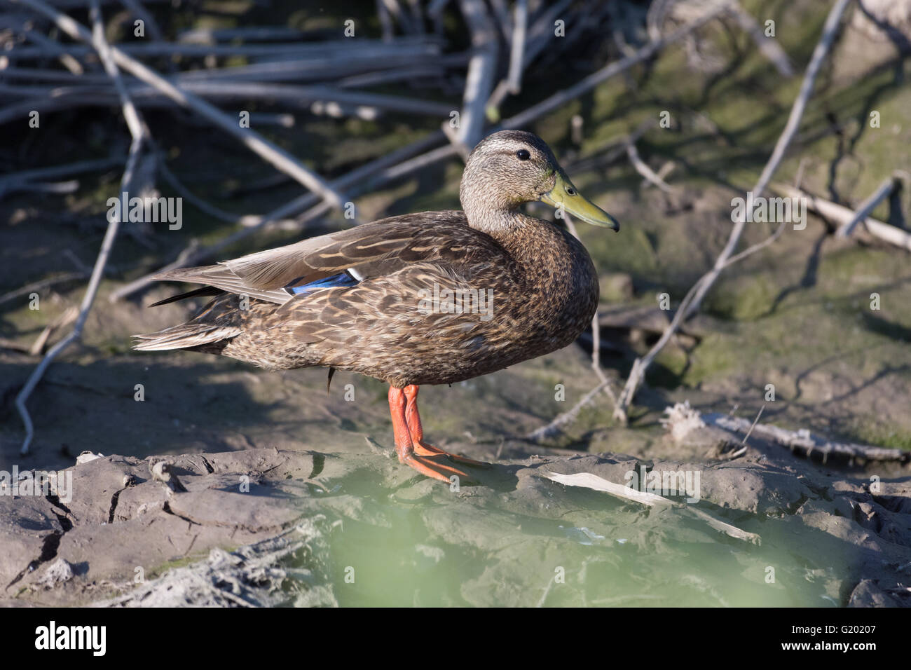 Mexican duck hi-res stock photography and images - Alamy
