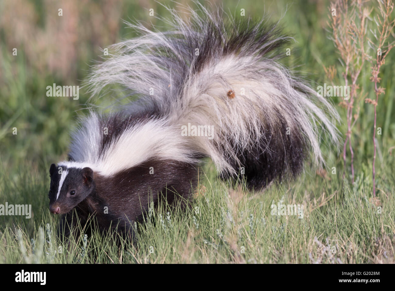 Skunks Eating Bees