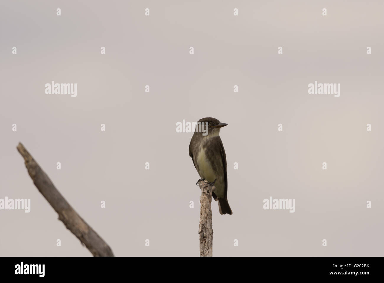 Olive-sided Flycatcher, (Contopus cooperi), Bosque del Apache National ...