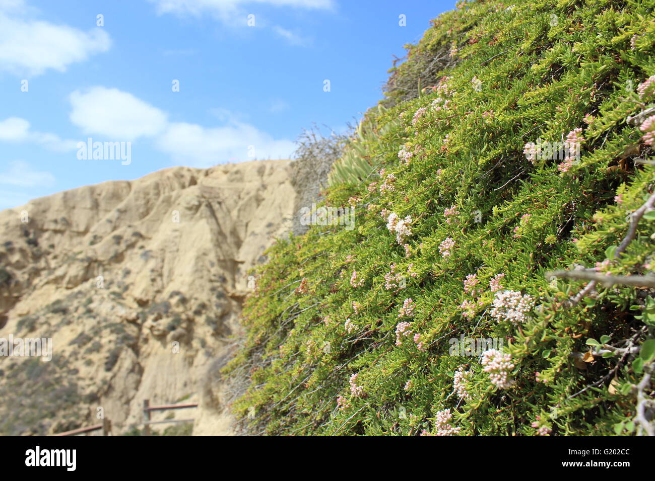 California Greenery 2 Stock Photo - Alamy