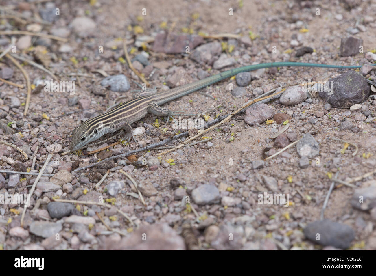 Whiptail lizard hi-res stock photography and images - Alamy
