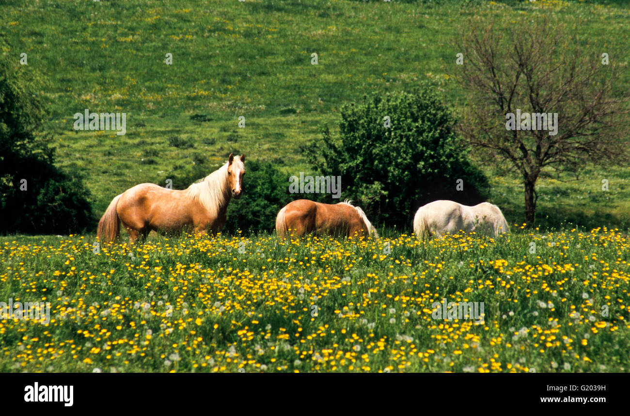 Three farm horses in a spring pasture with yellow flowers and blue sky ...