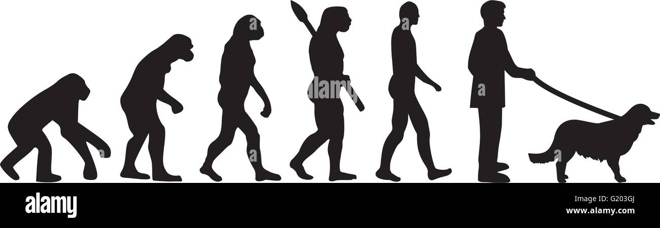 Golden retriever evolution Stock Vector Image & Art - Alamy