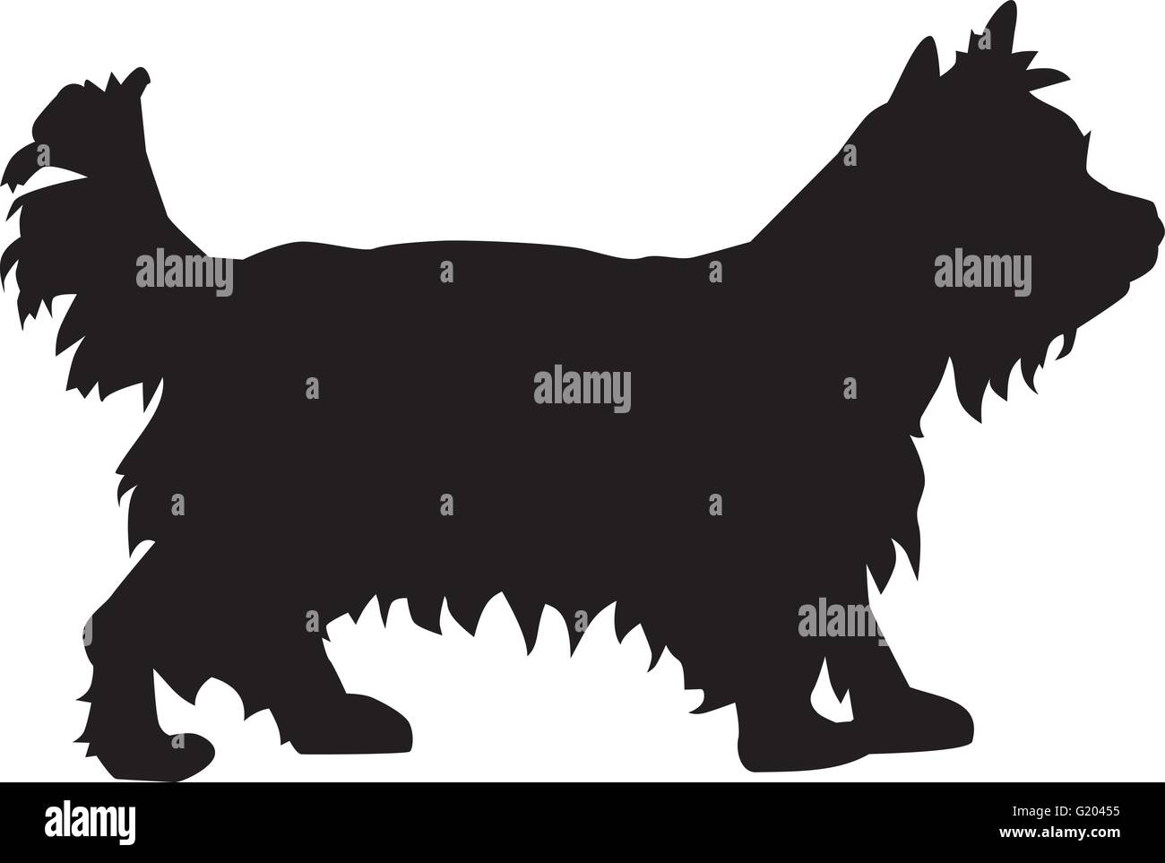 Yorkshire terrier vector vectors hi-res stock photography and images ...