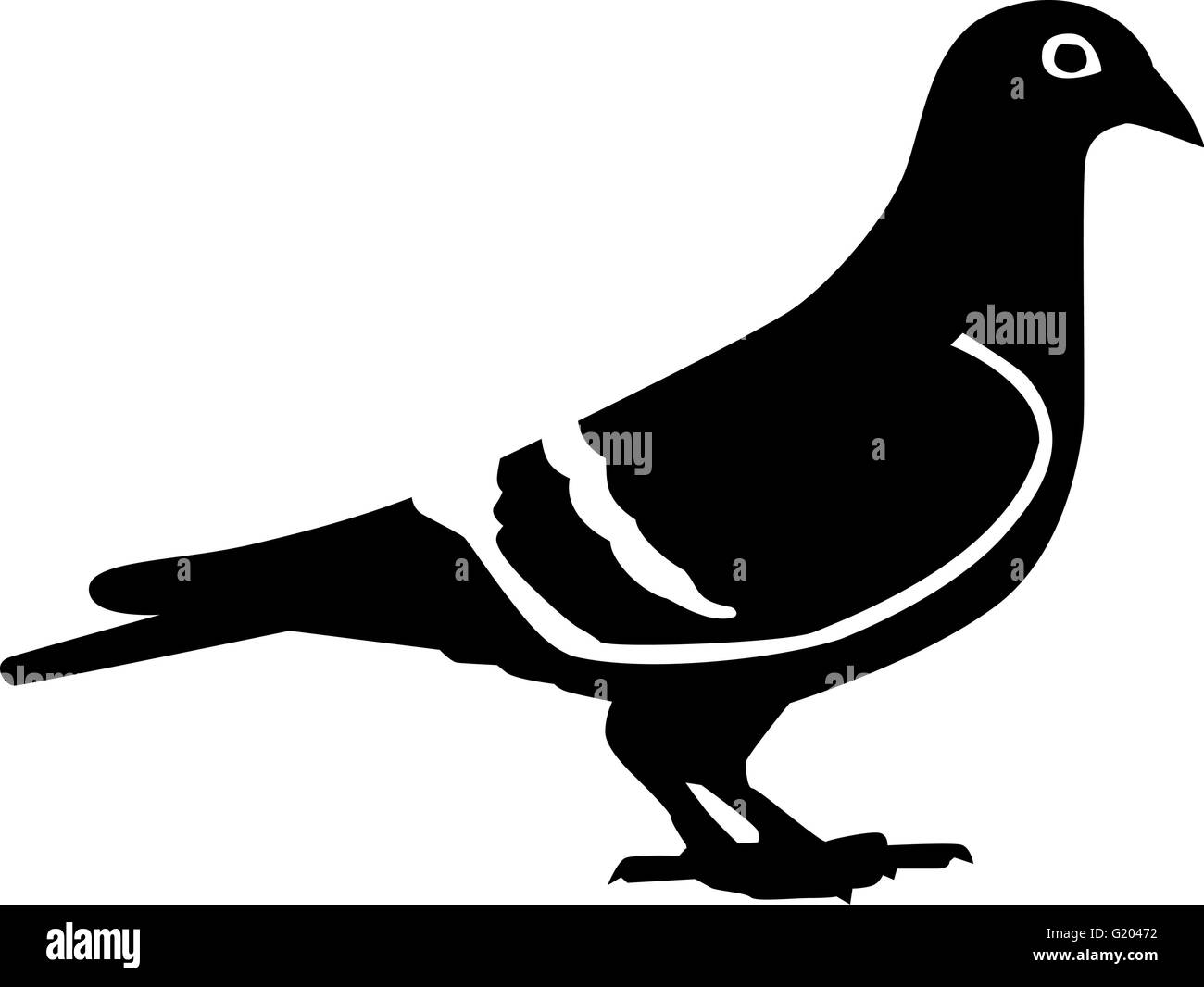 White dove sitting isolated Stock Vector Images - Alamy