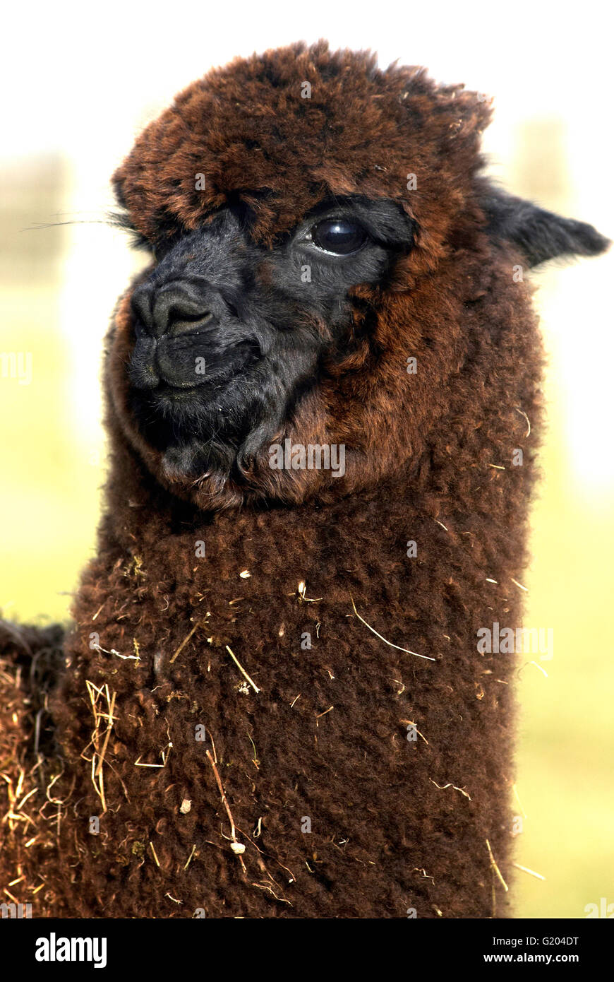 Spit coat hi-res stock photography and images - Alamy