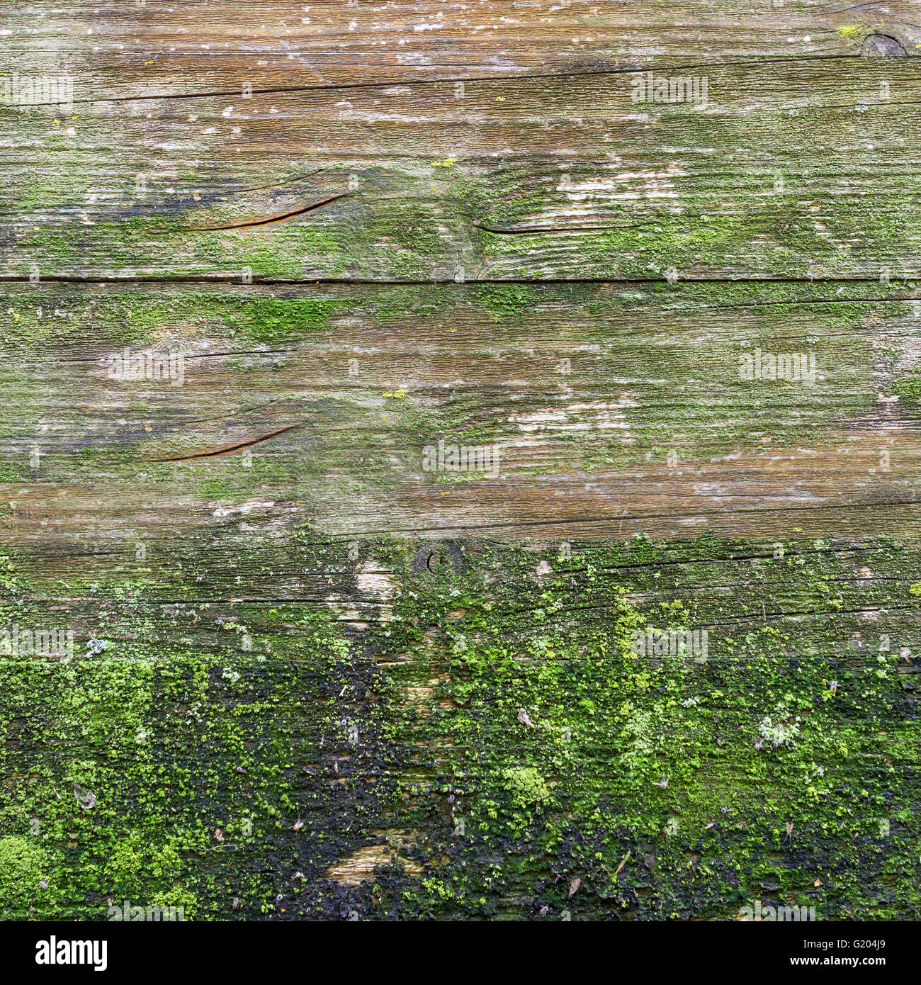Details of wood texture, with weathered look, old and green Stock Photo ...