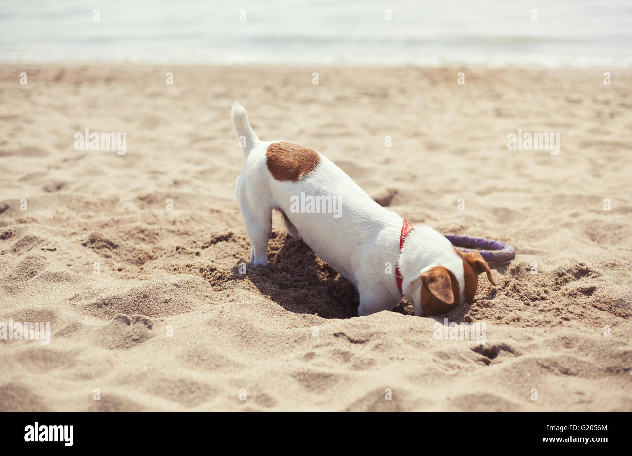Little Jack Russell puppy playing on the beach digging sand. Cute small ...