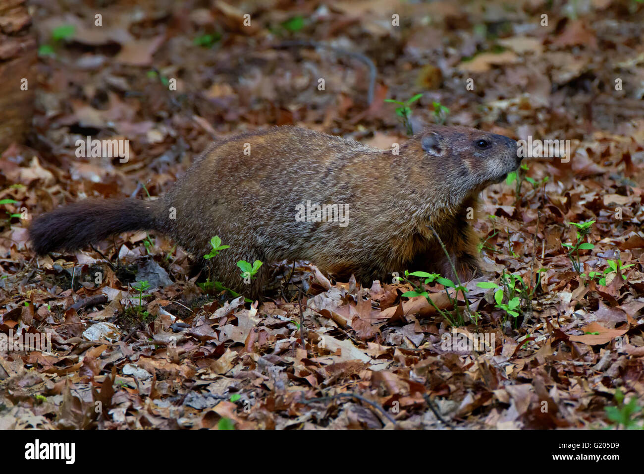groundhog pointing walking on a leafy incline Stock Photo - Alamy