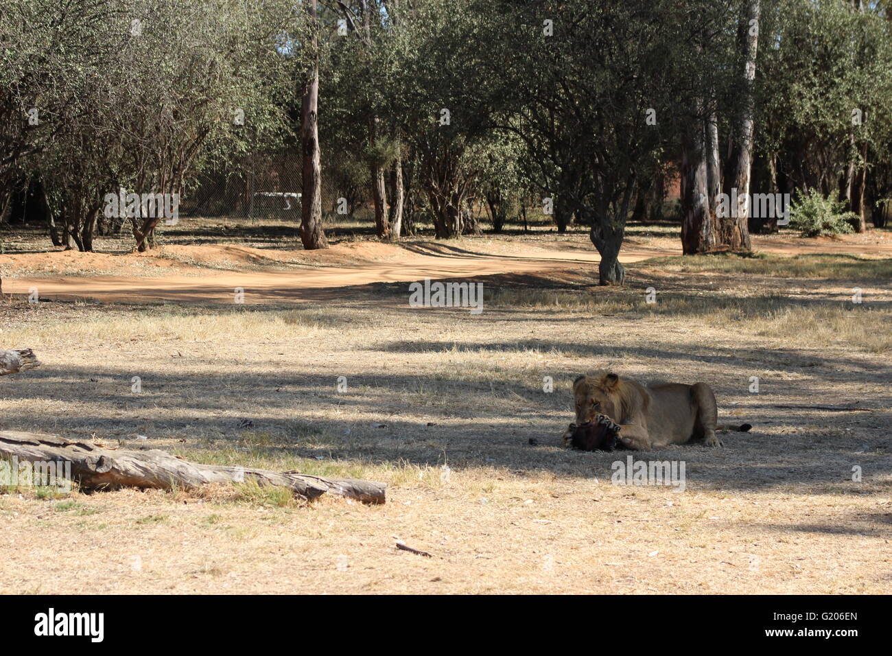 lion eating his catch Stock Photo - Alamy