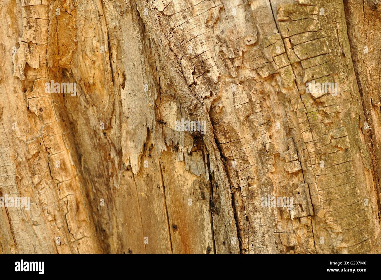 Texture of brown tree as natural background Stock Photo - Alamy