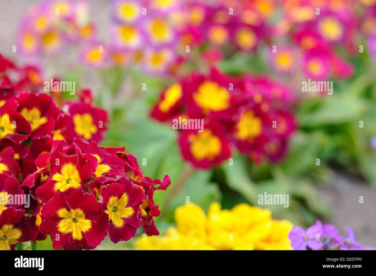 Assorted blooming spring primulas in colorful flower bed Stock Photo ...