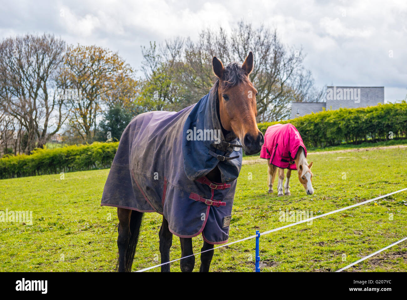 Horses in Paddock wearing winter coats Stock Photo - Alamy