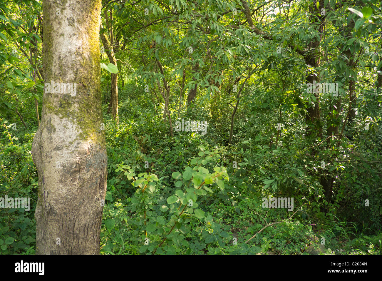 Jungle creepers trees hi-res stock photography and images - Alamy