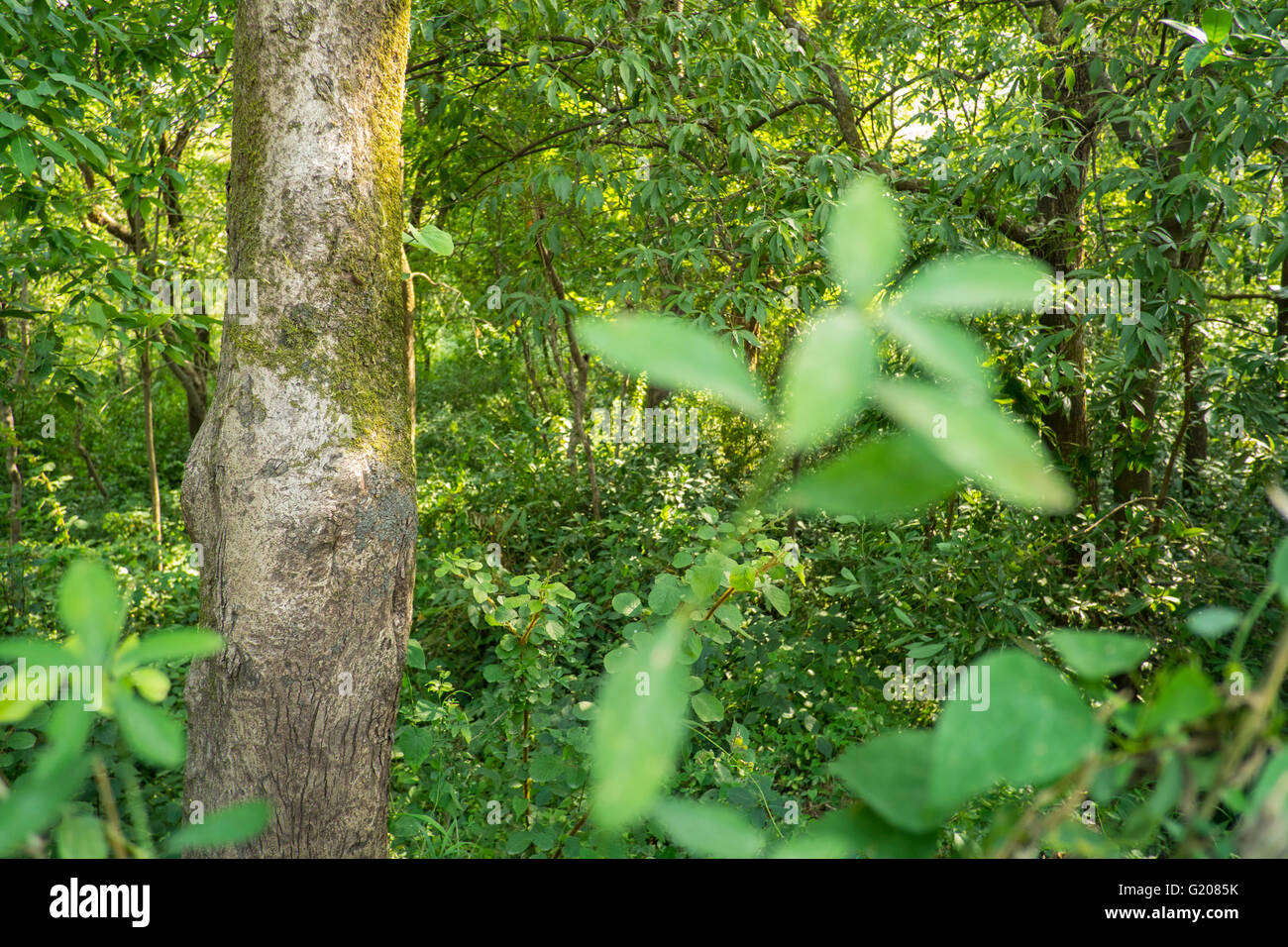 Himalayan moist forest hi-res stock photography and images - Alamy