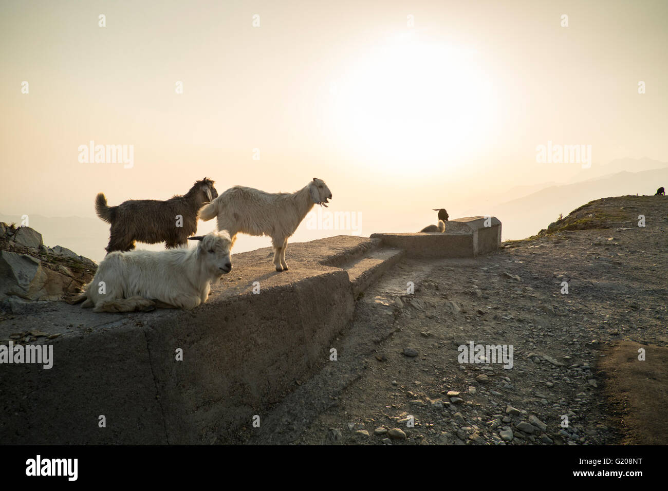 Goats in the high altitude Bir Billing take a break from grazing in ...
